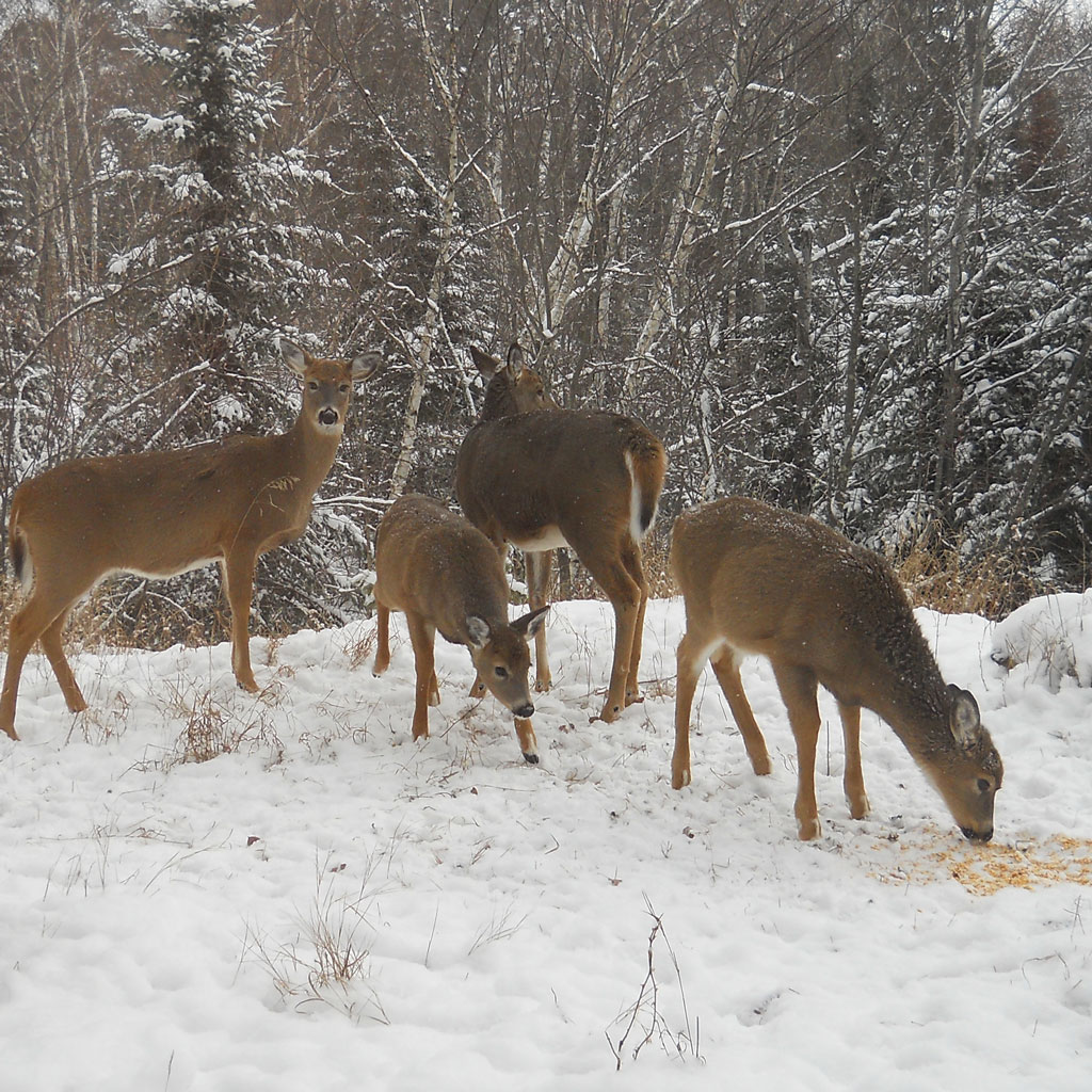 Reindeer Games At The Cabin - SALA Architects